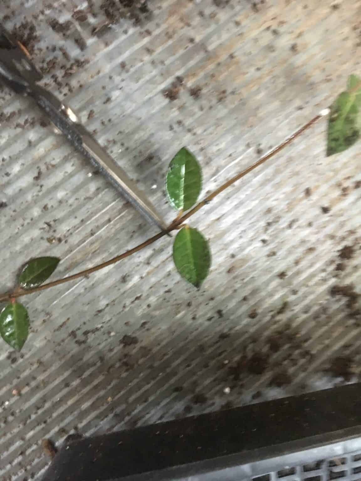 Propagating Star Jasmine (Trachelospermum) – Everydaywits