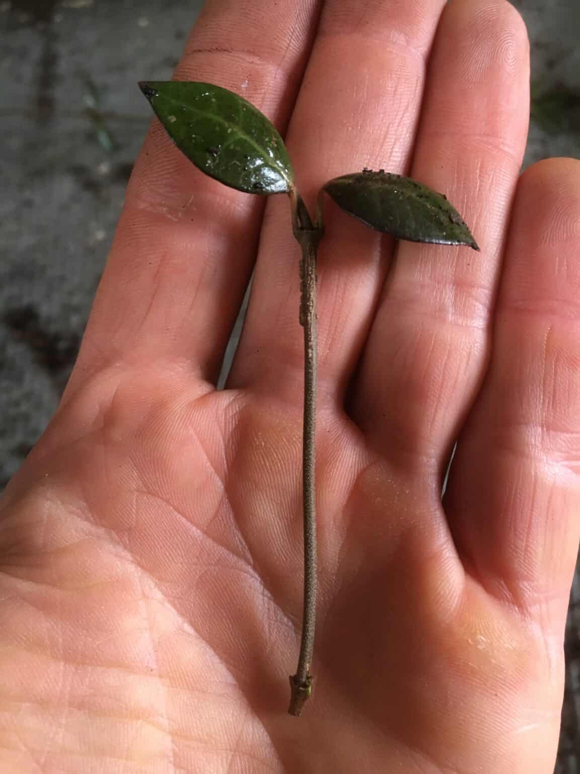 Propagating Star Jasmine (Trachelospermum) – Everydaywits